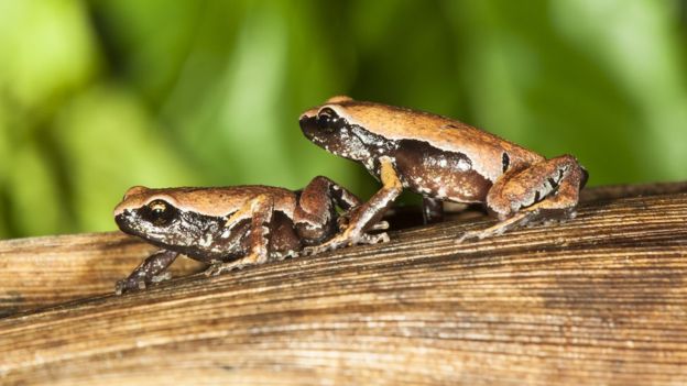 The On-Line Buzzletter: Cool Discovery: New 'mysterious' frog species ...