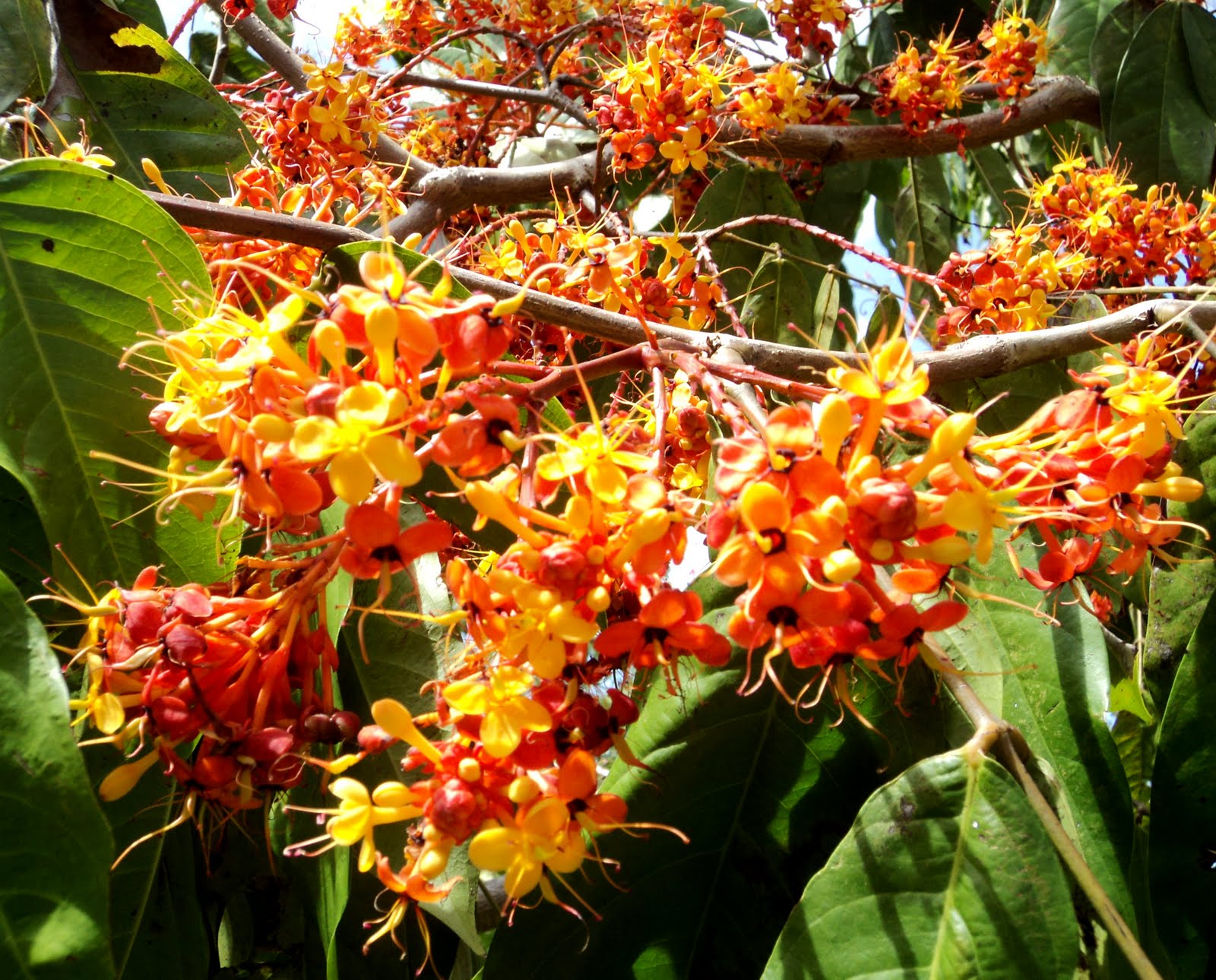 The Biggest Plant Dictionary: Saraca indica