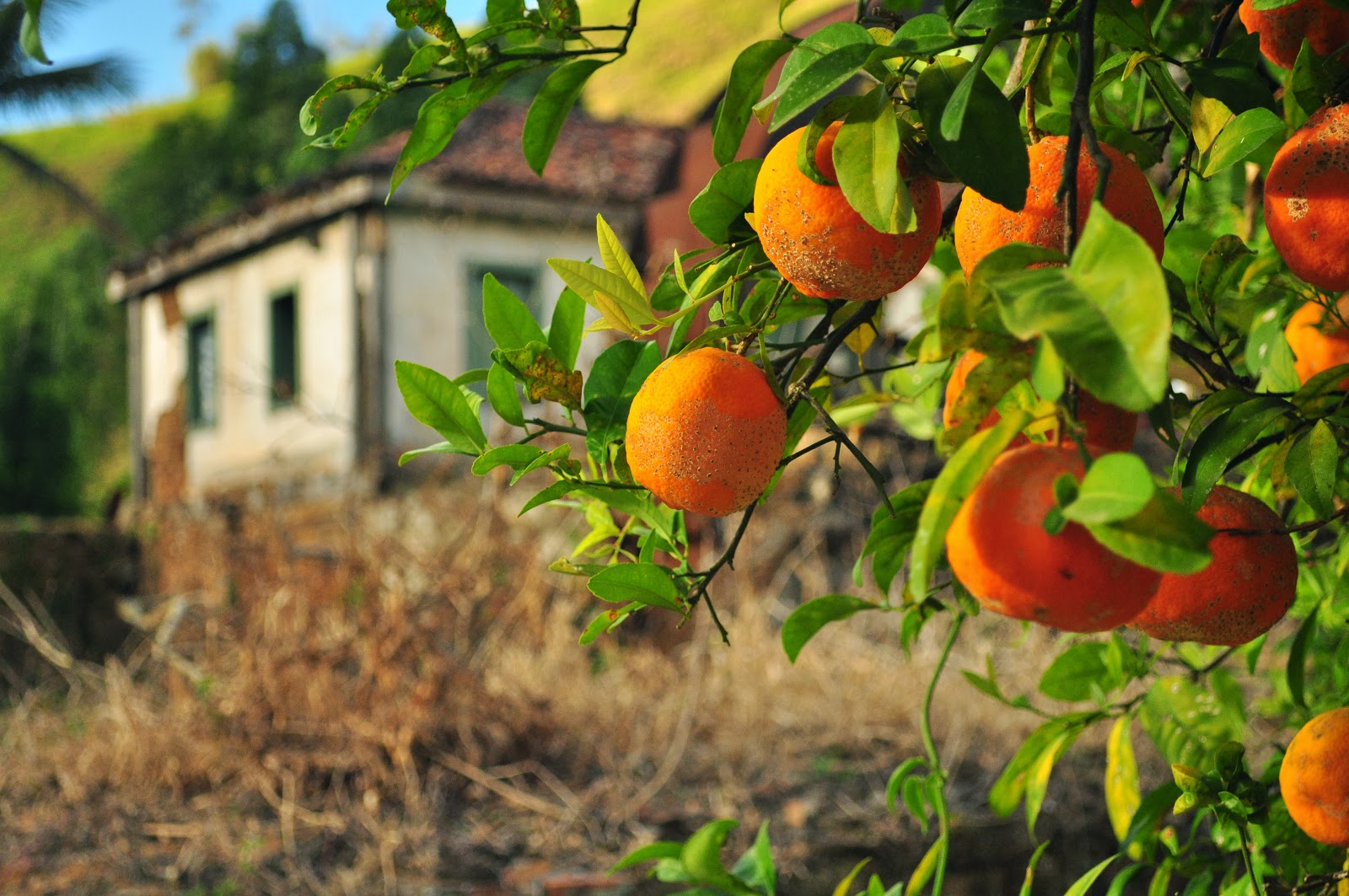 Muchacho Poético: Laranja da terra