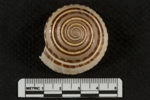 University of Hawaii Museum: Unique seashell reference collection ...