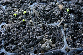 What's New at Truffula Seed Produce: At least it feels like spring ...