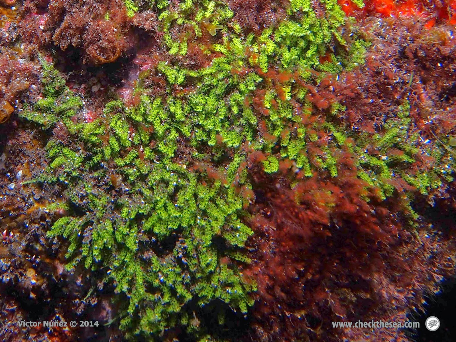 Check the Sea. Web de buceo y fotografía submarina de las Islas ...