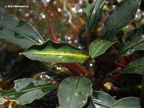 The rainforests of Borneo & Southeast Asia: Bucephalandra bogneri from ...