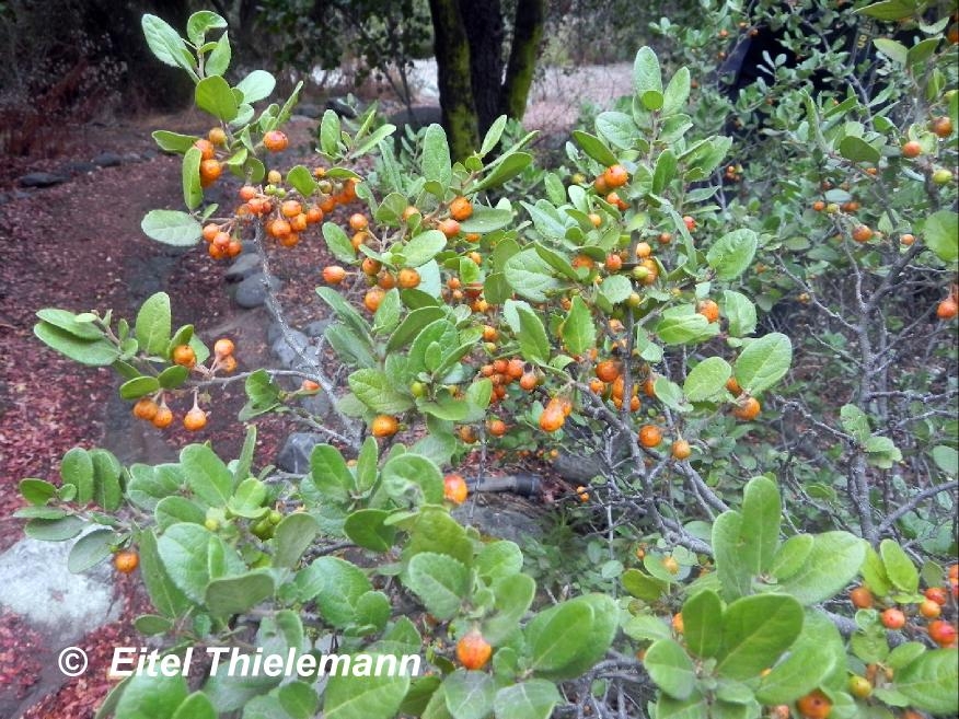 Apuntes botánicos: ARBUSTOS CHILENOS