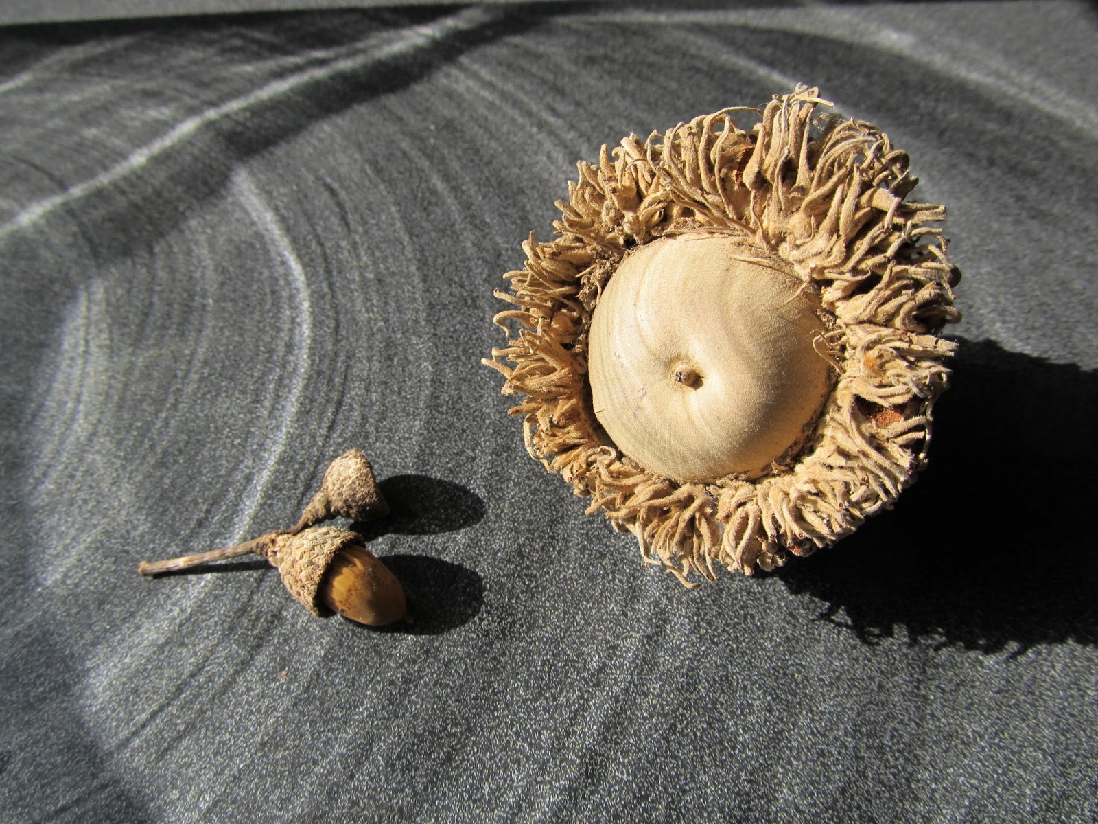 Rock-Oak-Deer: The biggest acorn in Texas