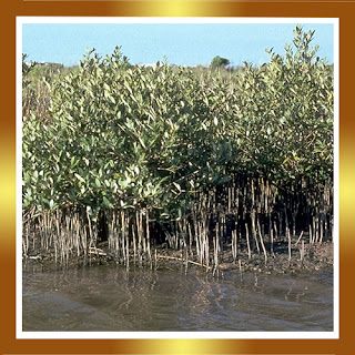 Guía del Plantabosques: MANGLARES