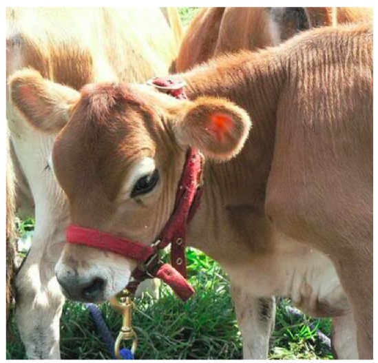 10 Miniature Cattle Breeds For Your Small Farm Big Picture Agriculture 10-miniature-cattle-breeds-for-your-small-farm-big-picture-agriculture