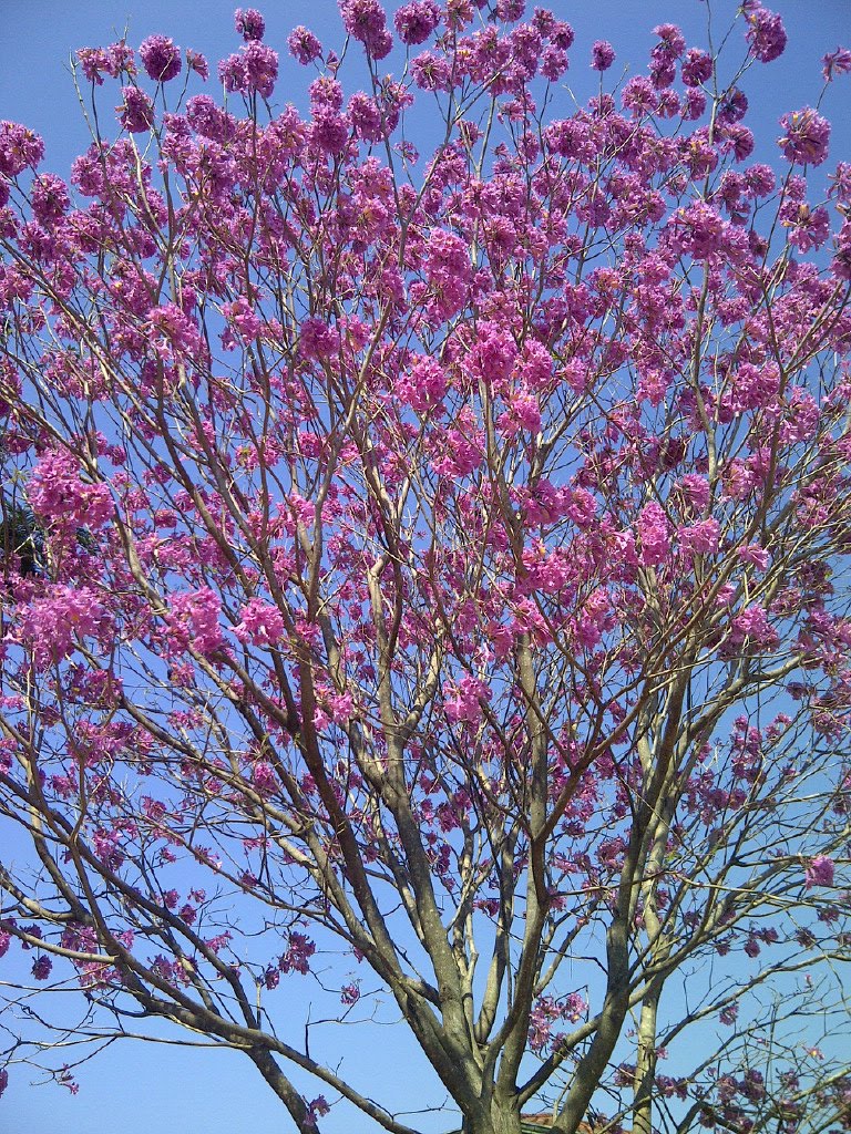 Idioma-Guarani: TAJY (LAPACHO)
