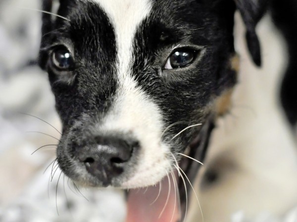 NATIONAL MUTT DAY! Beautiful dogs included!