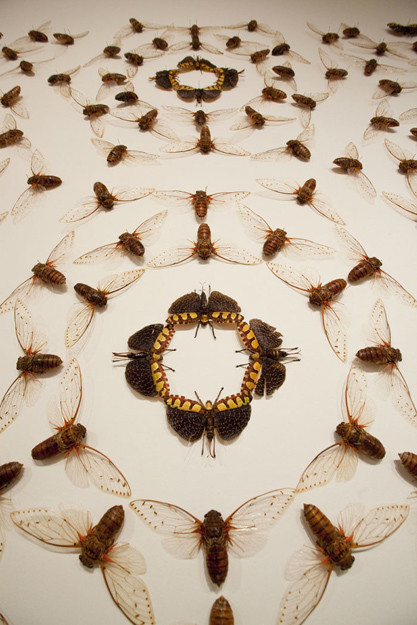 Koi Story: Artist Spotlight v2: Jennifer Angus