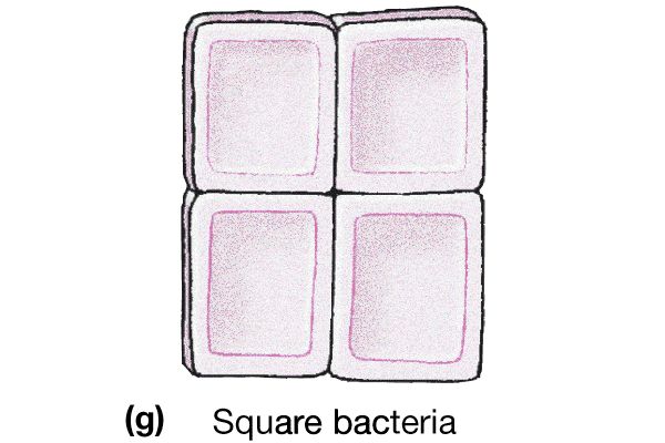 microbiology: The morphology of bacterial cells