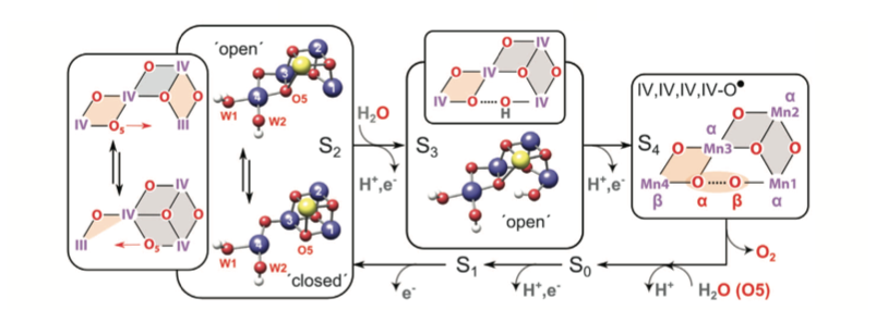 Electronic structure of the oxygen-evolving complex in photosystem II ...