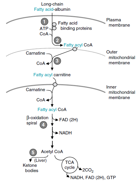 Fat Burning 101 -- The Biochemistry