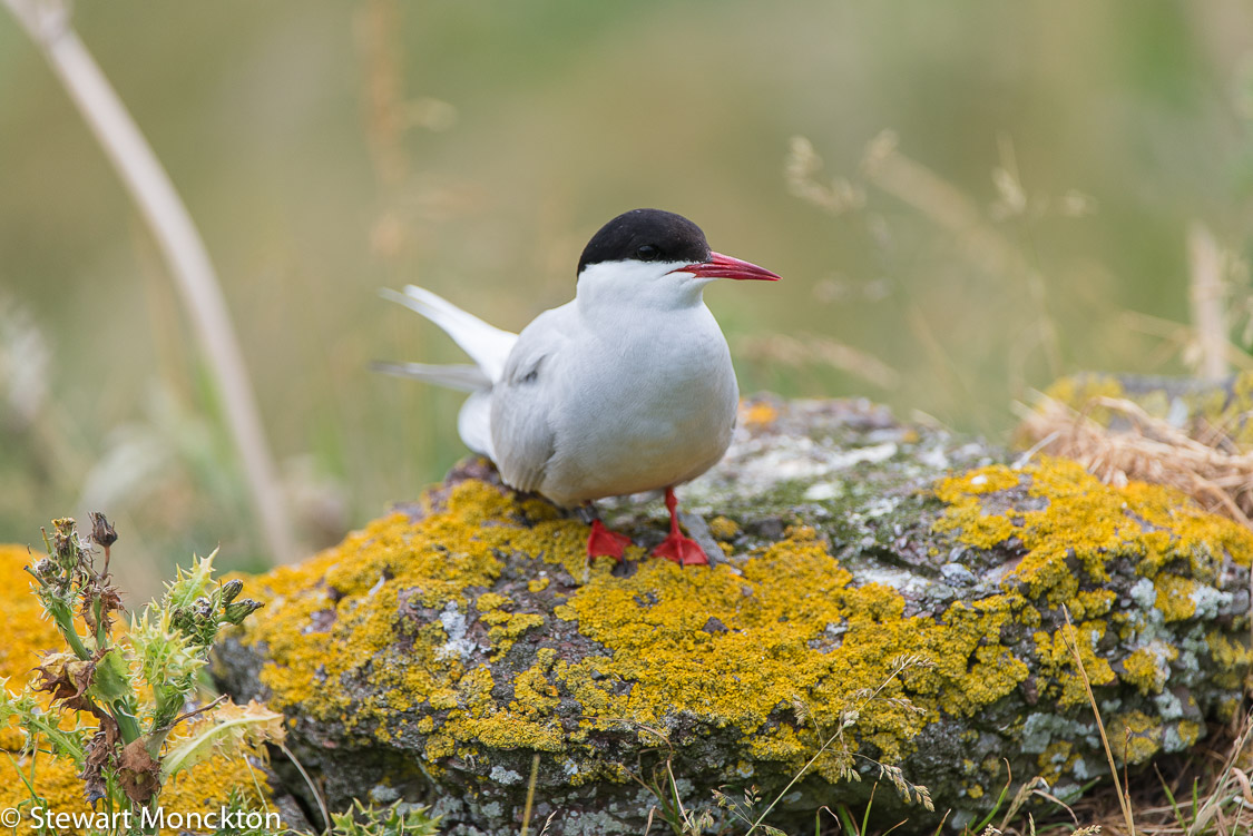 Paying Ready Attention - Photo Gallery: Wild Bird Wednesday 108 ...