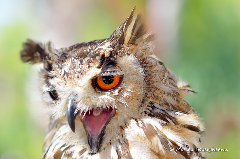 Bufniță şi cucuvele