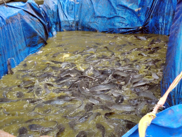 Budidaya Lele - BUDIDAYAKU