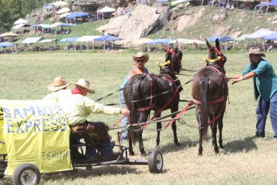 PairADice Mules: National Championship Chuckwagon Races Big Mules