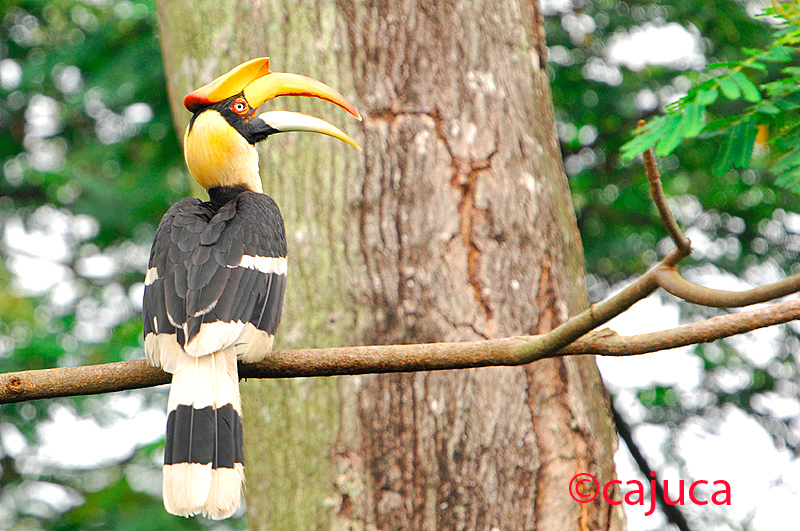Mundo animal: Calau-bicórnio