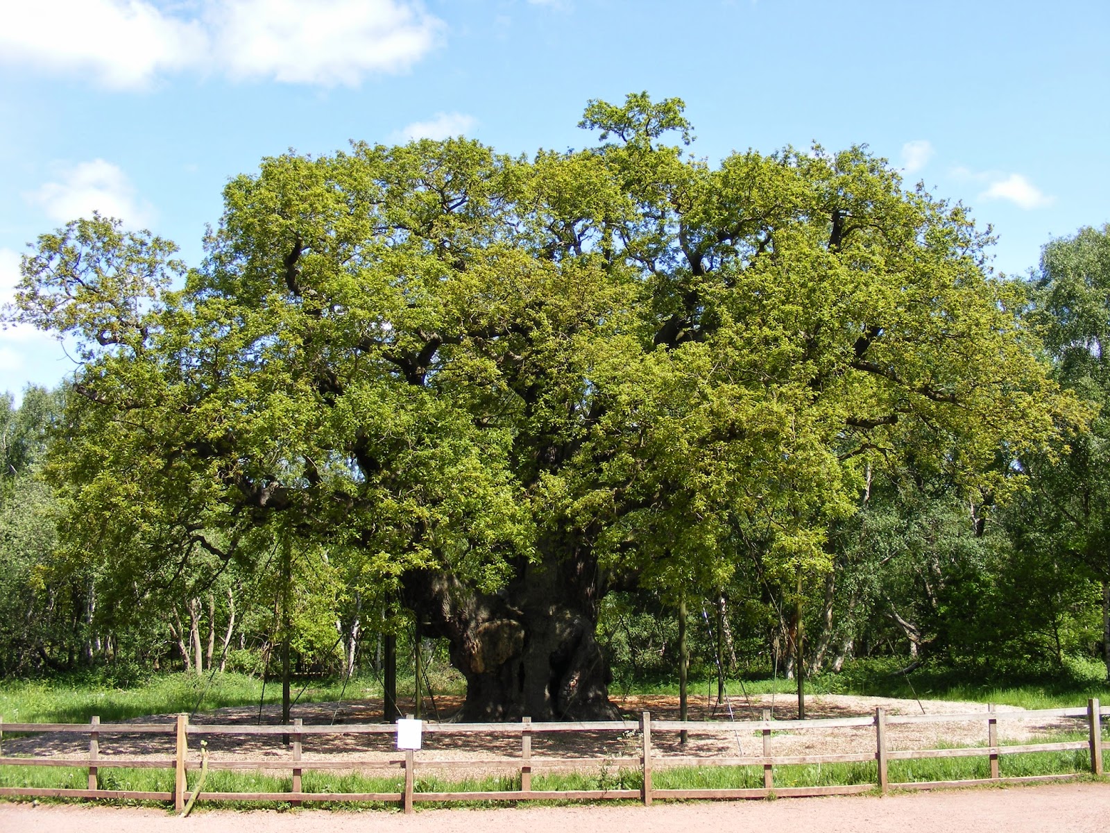 The Greenman: Great Trees of England: #3 Major Oak