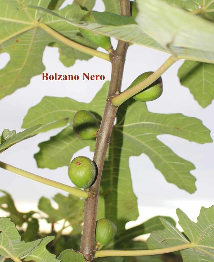 Bolzano Nero Fig - Var Tin