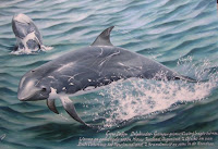 Delfines: Tipos de delfines