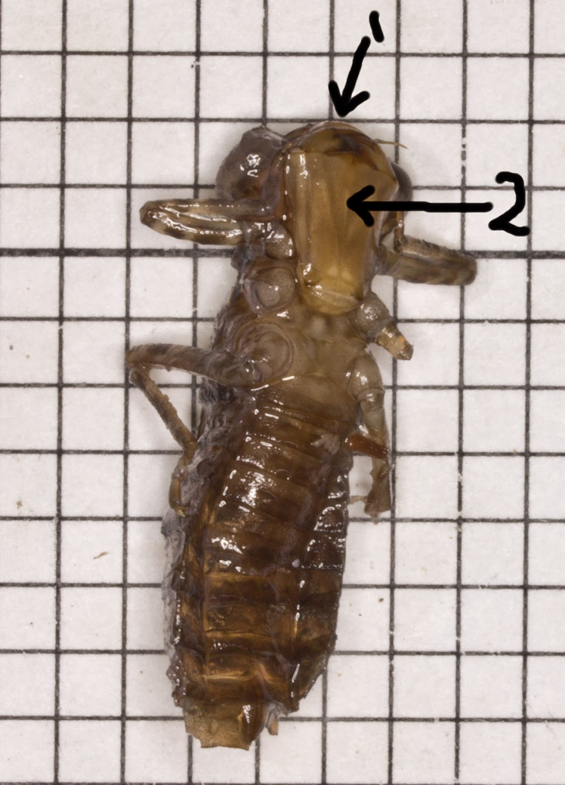 Notes on Urban Ecology: The story is coming together