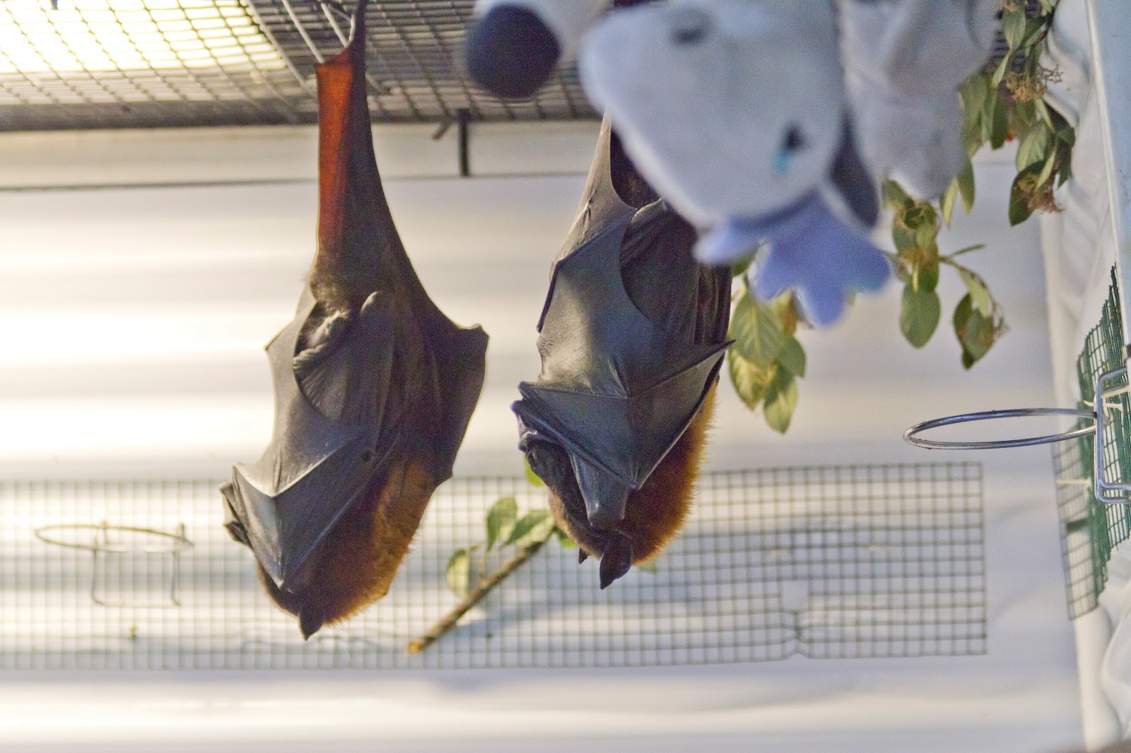 Naturetastic Blog: Griffon Vulture/Tortoise/Goldman Bat Exhibit ...