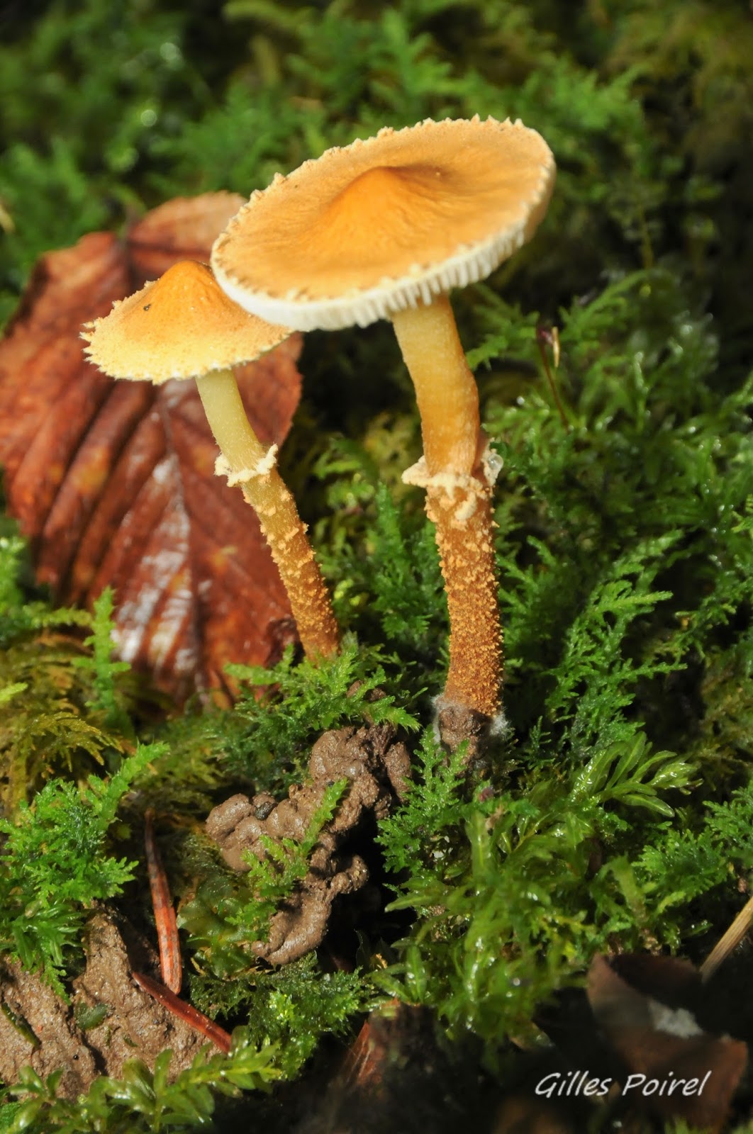 SHNJ. SOCIÉTÉ D'HISTOIRE NATURELLE DU JURA et des Amis de la Nature: Le ...