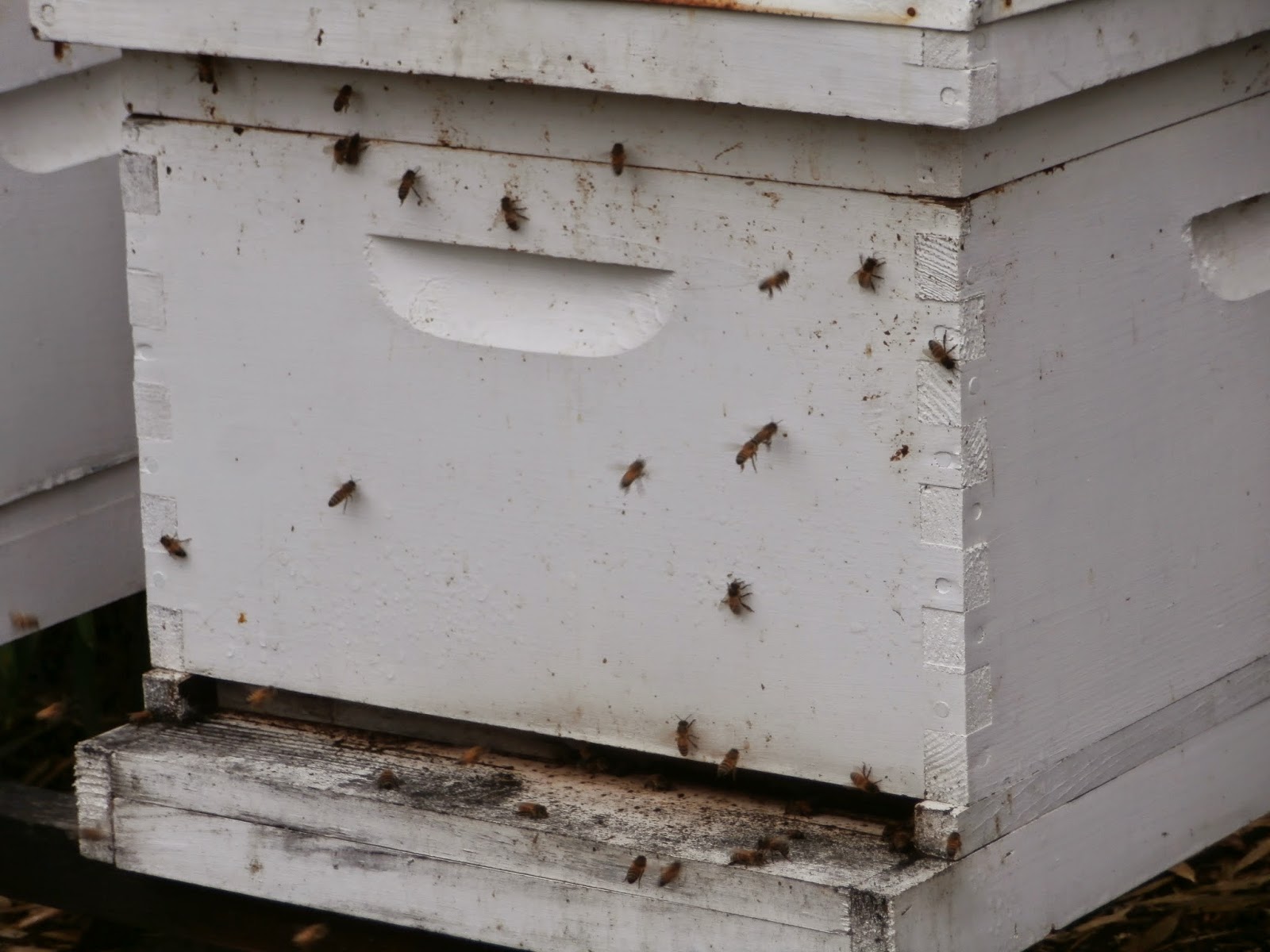 My Bee Journey: Hive #1 robbed