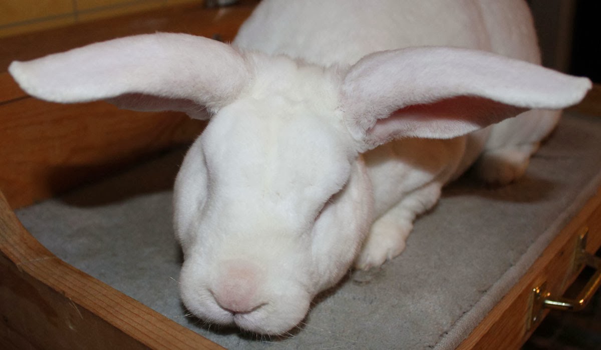 Hill Rise Rabbitry: Evaluating Rabbit Health