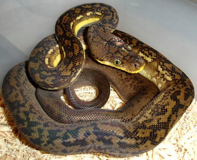 Mengenal dan Menghandle Ular Sanca (Python): Jenis Python yg dilindungi