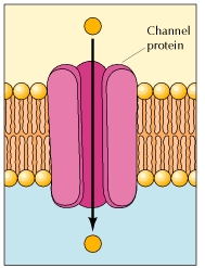 #24 Cell membranes - Fluid Mosaic Model of the plasma menbrane ...
