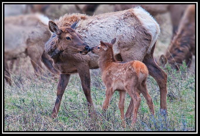 Rocky Mountain National Park Blog: Life is Hard When You're a Baby Elk ...
