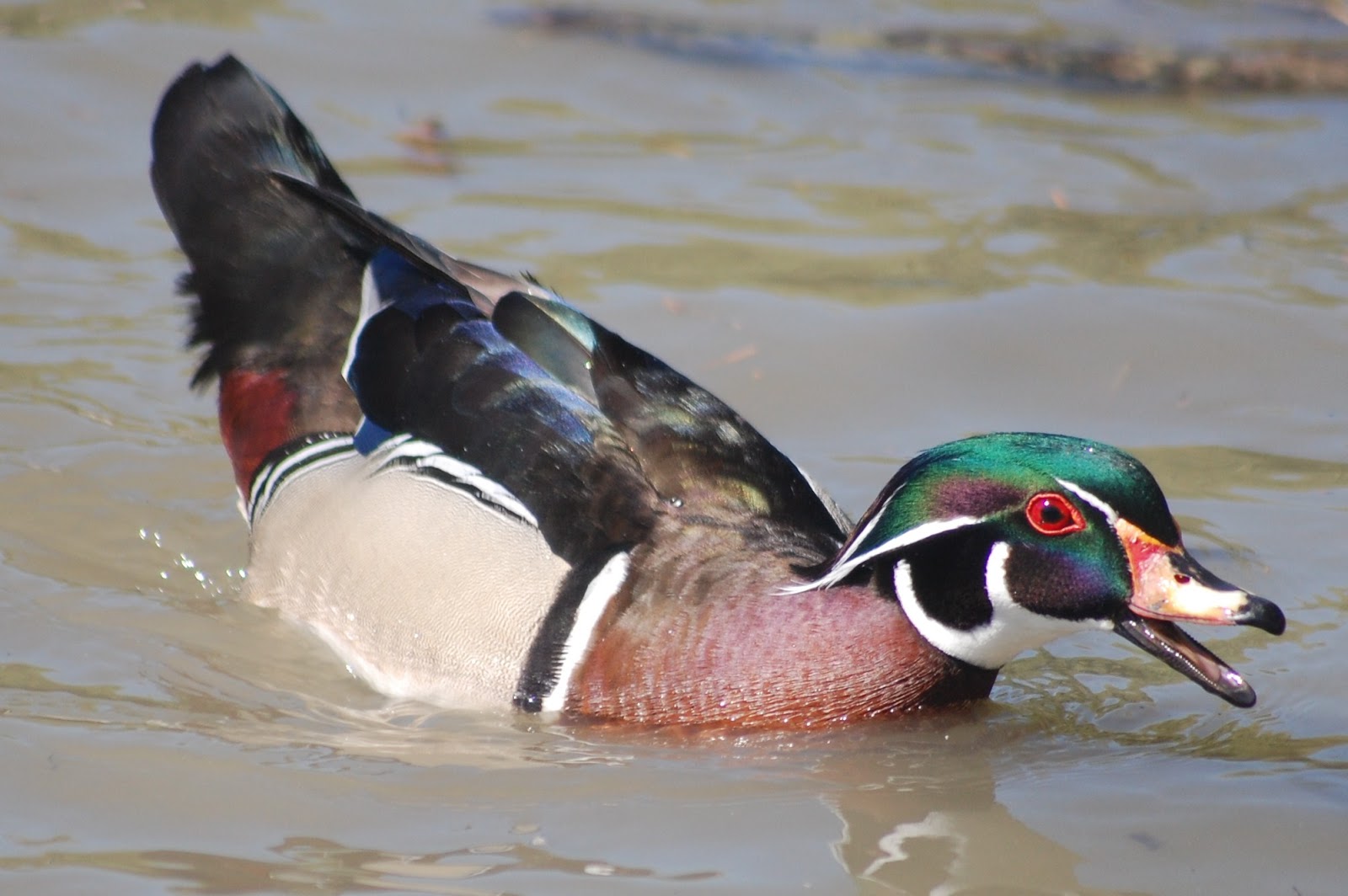 Imagens da vida animal: Pato-carolino (Aix sponsa)