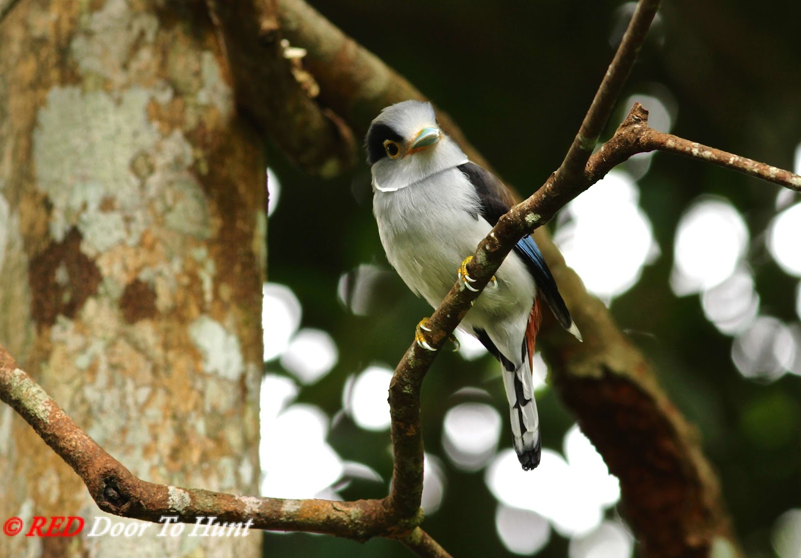 RED Door To Hunt: Rekod Bersarang Burung Takau Dada perak~Serilophus ...