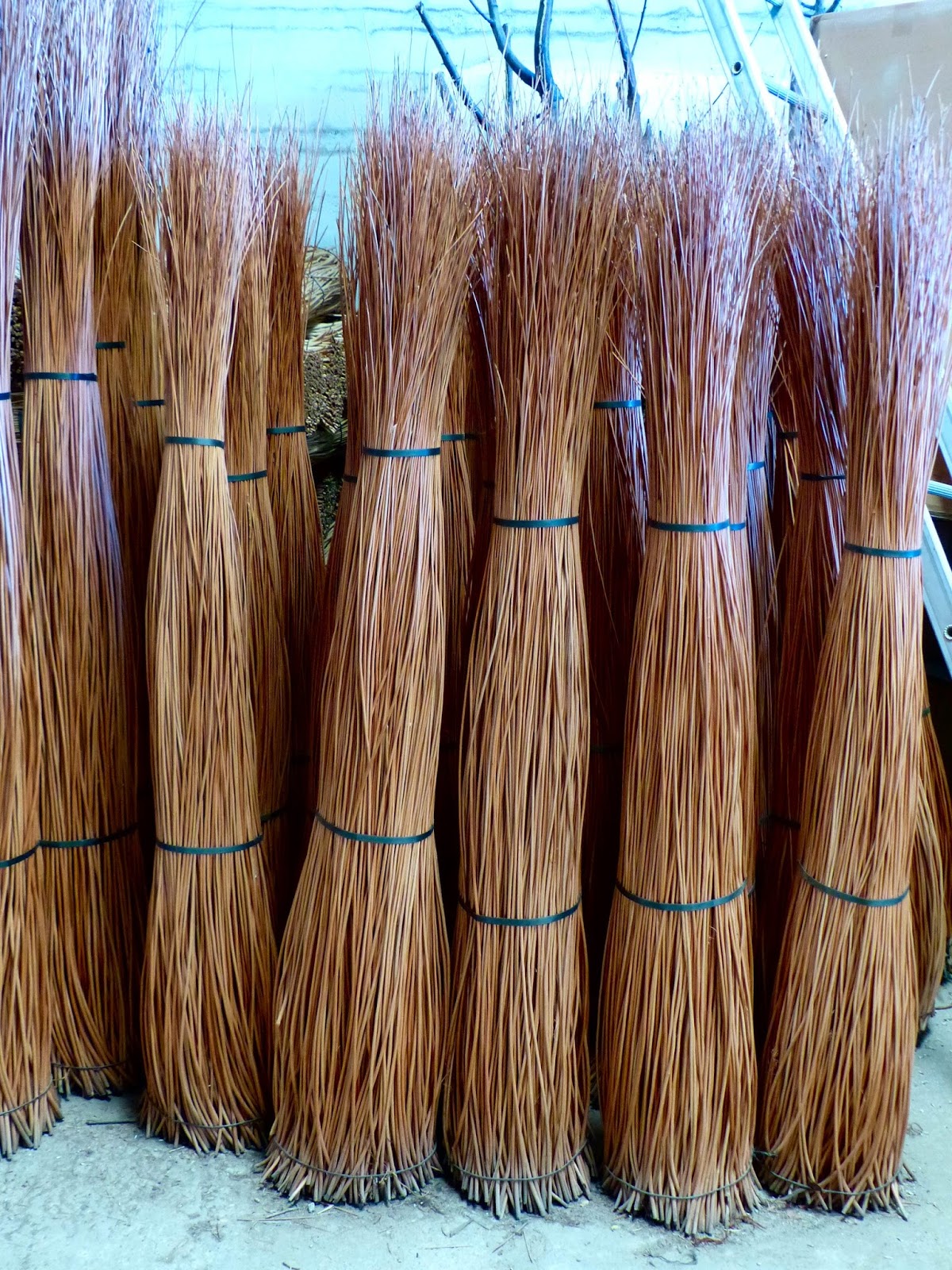 Natura Xilocae: LAS MIMBRERAS DE LA ALCARRIA, TALLARES EN REGADÍO