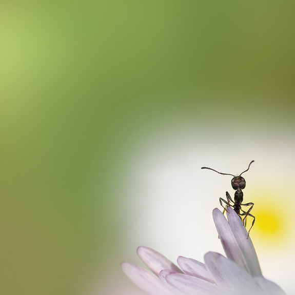 best photos 2 share: Creative Macro Photography Ideas