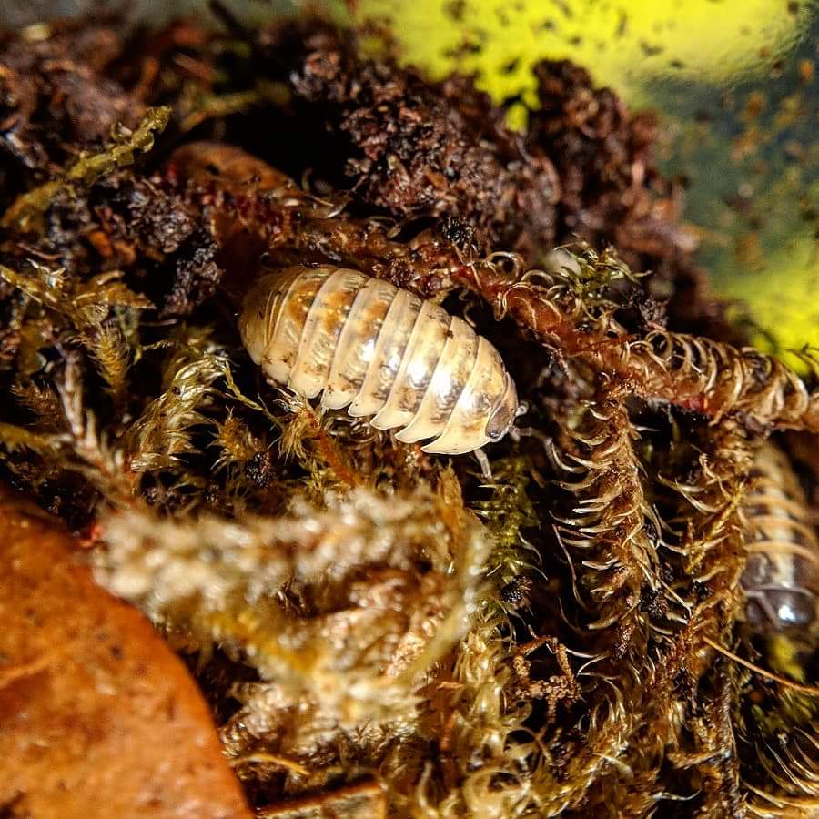 Cycloptic Exotics Availability