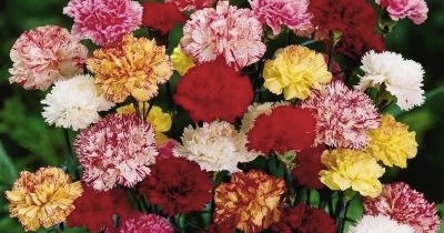 All about gardening: Planting Outdoors: How to Grow Carnations