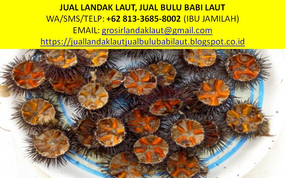 +62 813-3685-8002 (TSEL), Bulu Babi, Landak Laut