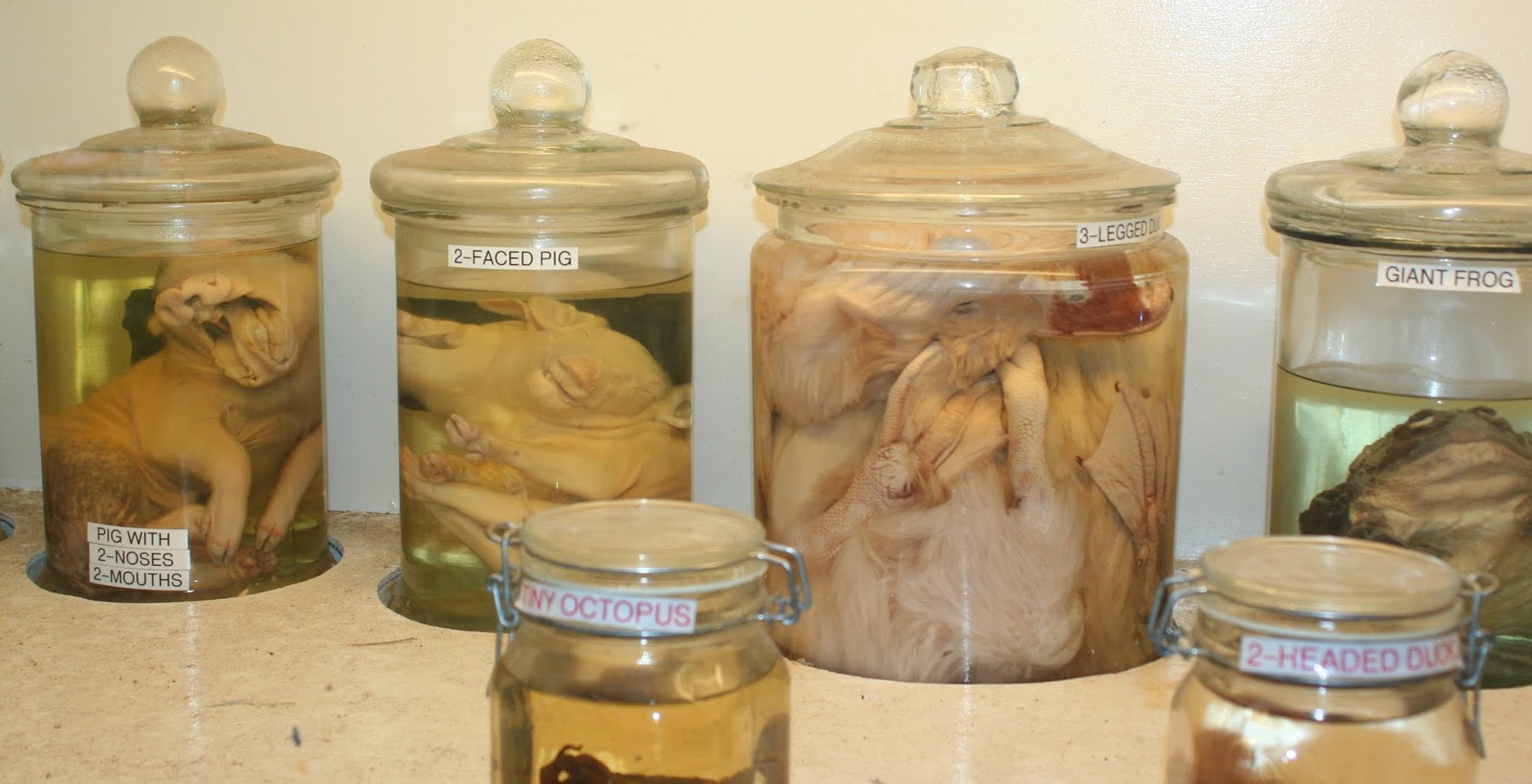 The Carpetbagger: The Modern Day Freak Show