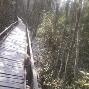 Travel Information in Bangladesh: Karamjol- The introducing of Sundarban