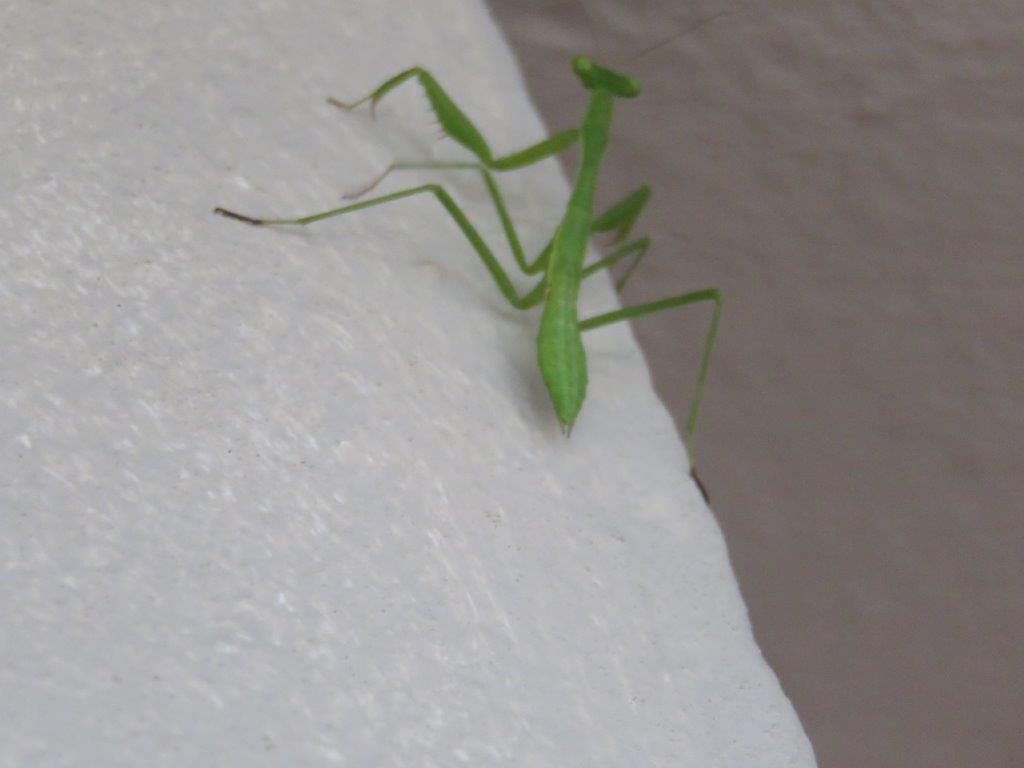 memorable meanders: Real critters this week