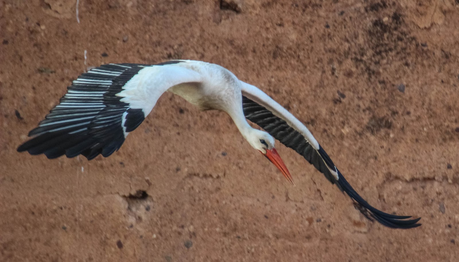 Cannundrums: White Stork - Morocco