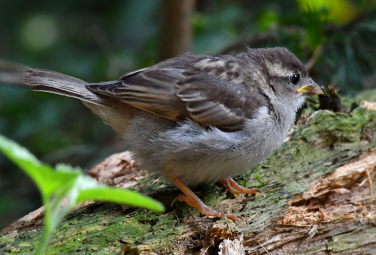 Jozef van der Heijden - Natuurfotografie: De Huismus (Passer domesticus)