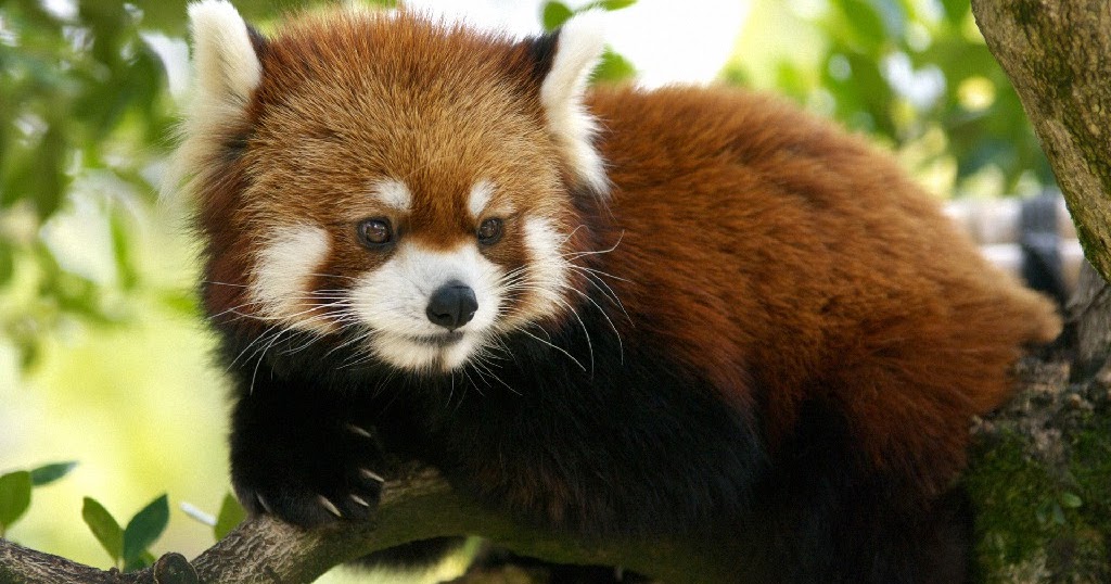 Fondo pantalla animales variados pack 2