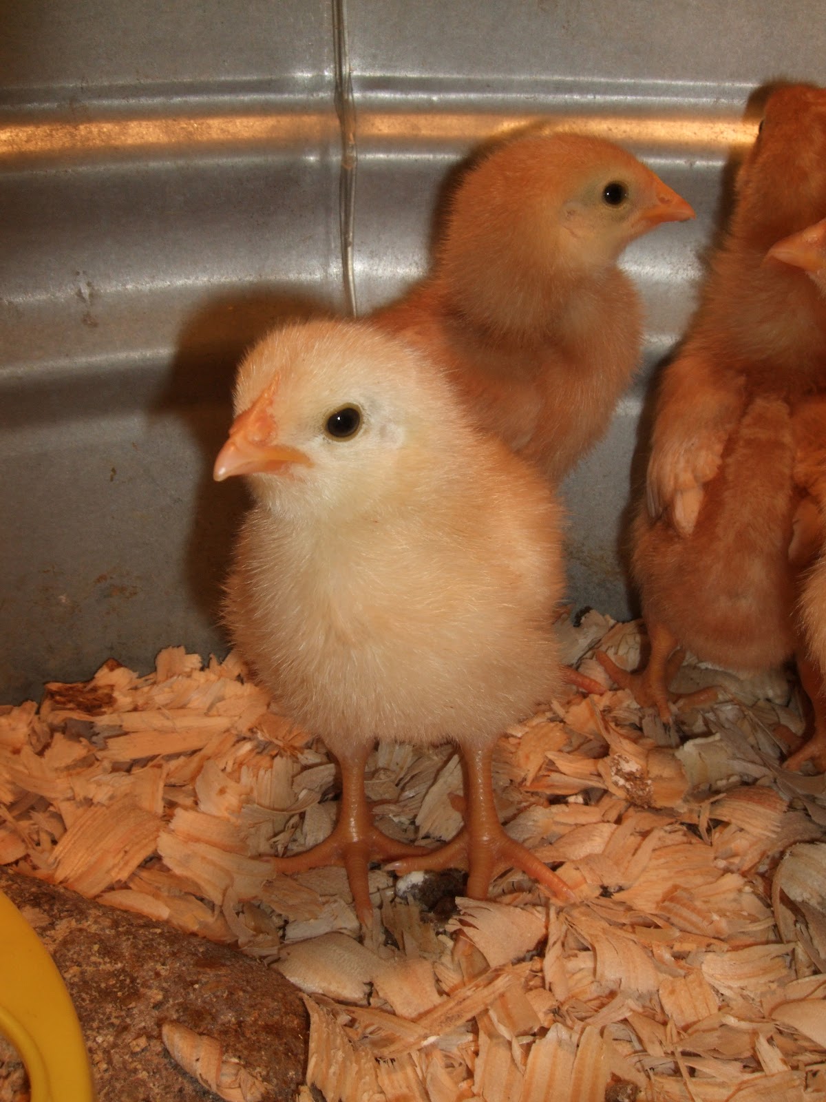 Pam's Backyard Chickens: Baby Chick Faces