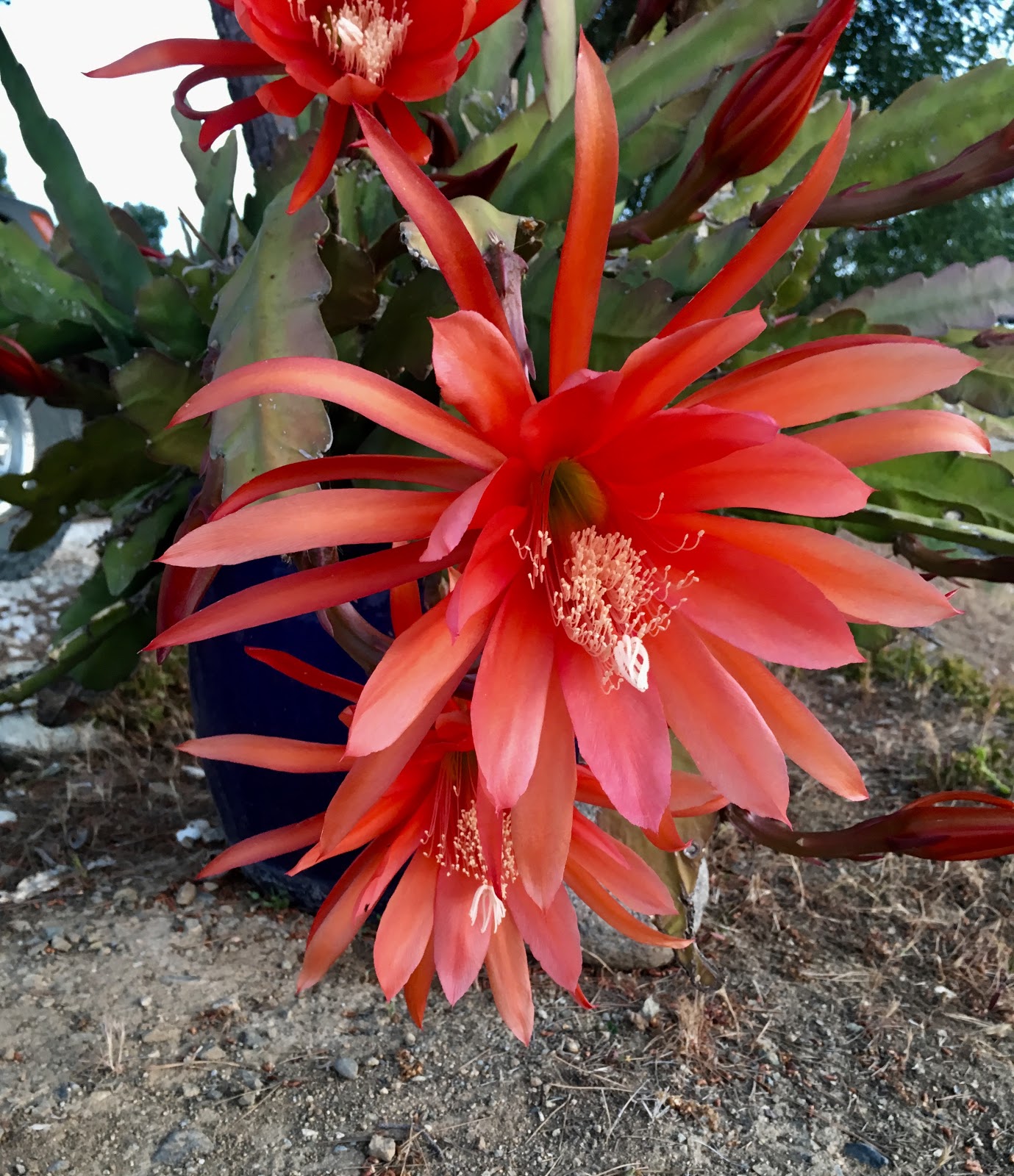 Caroline Gerardo : Epi Epiphyllum Care