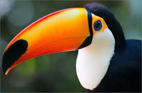 Canarini e animali vari: i tucani