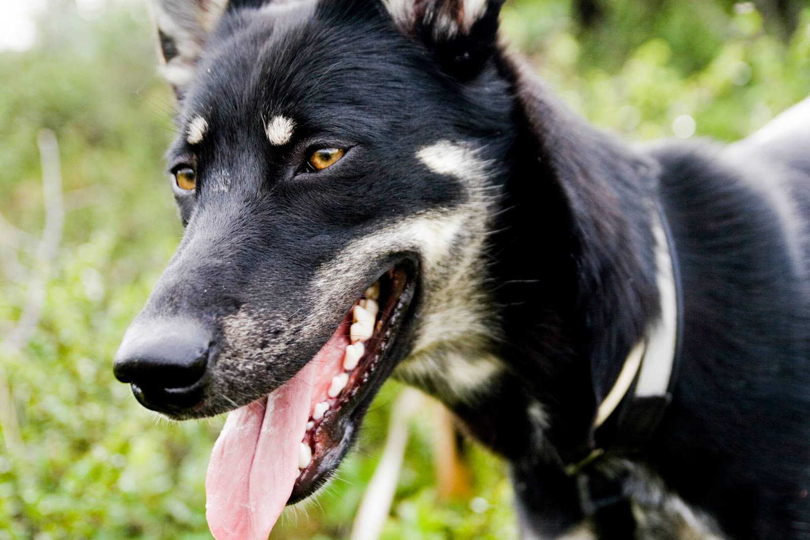 Ole og hundene: Alaska husky